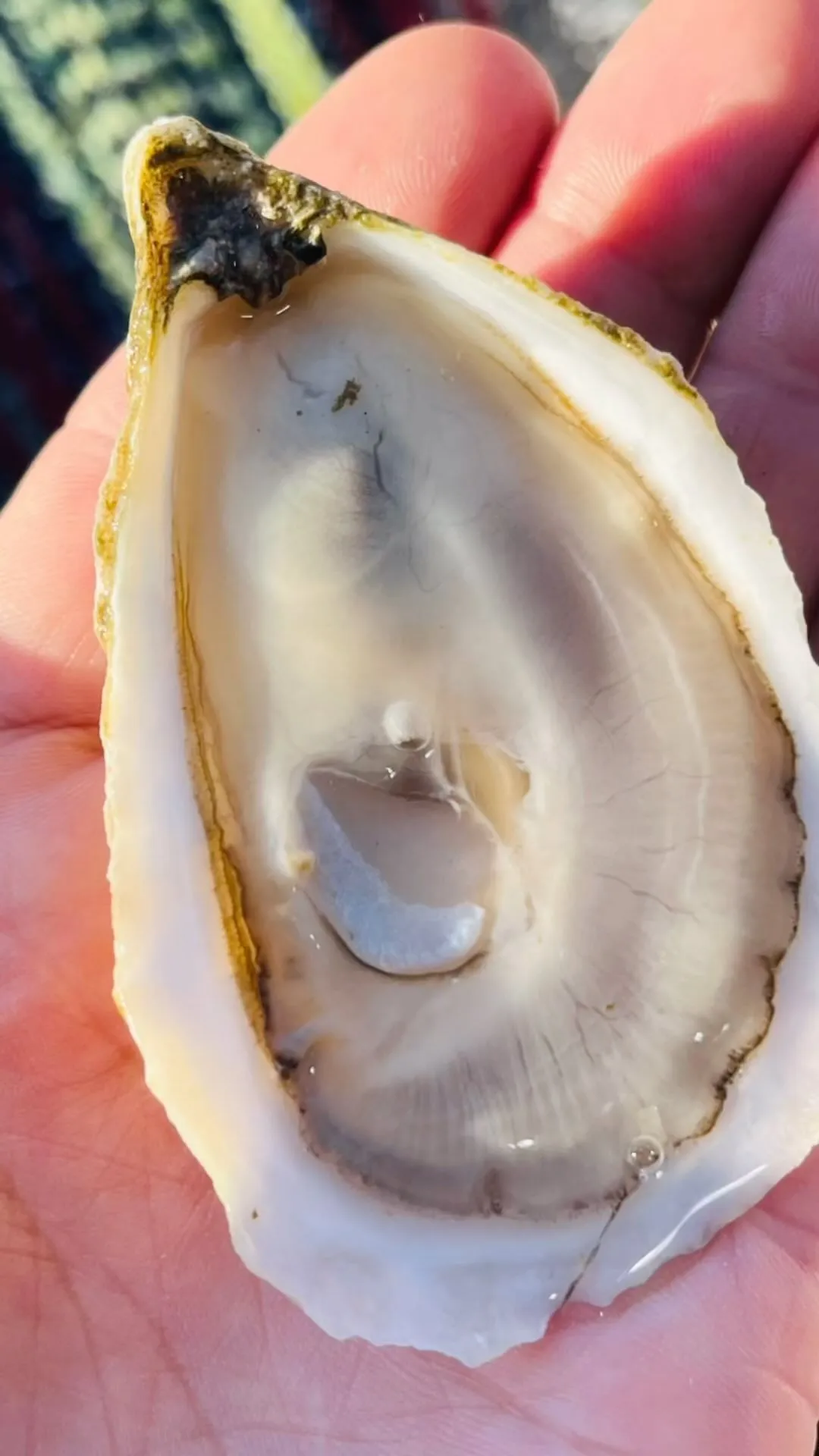 Nelsons Meat + Fish | Arcadia & North Scottsdale