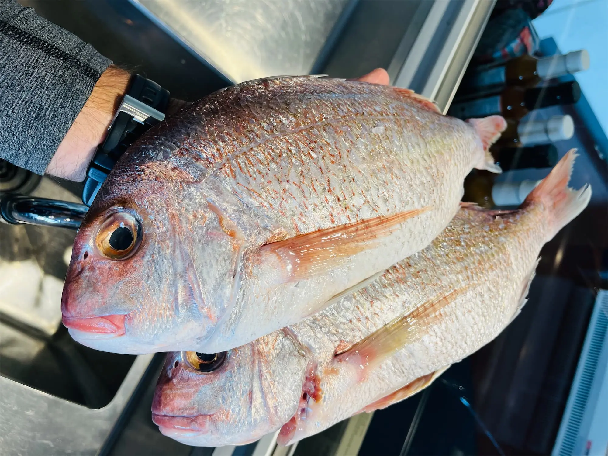 Nelson's Meat + Fish | Arcadia & North Scottsdale